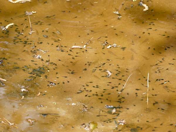 Masons, a Cob, an Anole, Tadpoles, and a Red Bat | Nature Watch