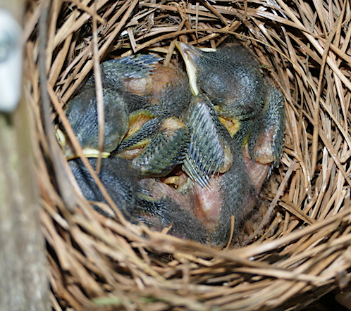 Nest Box Update 4.26.22 | Nature Watch