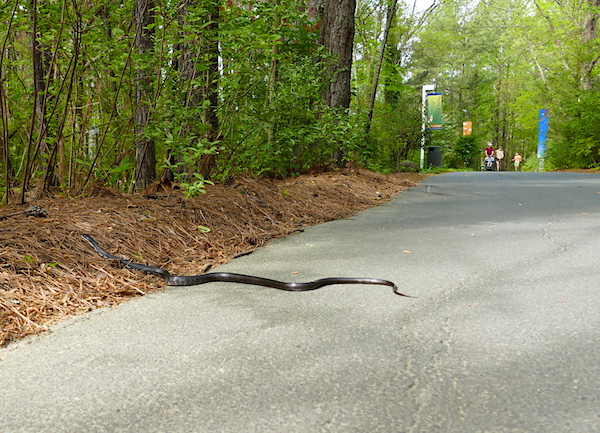 Two Herps, Two Leps, Two Swallows, and Two Crows | Nature Watch