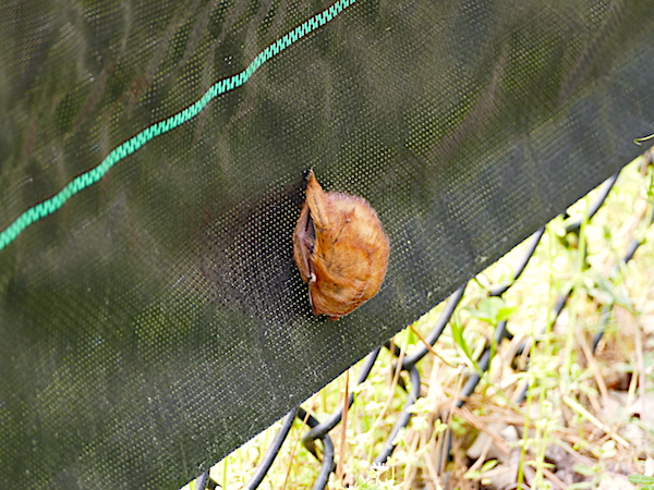 Masons, a Cob, an Anole, Tadpoles, and a Red Bat | Nature Watch