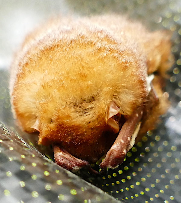 Masons, a Cob, an Anole, Tadpoles, and a Red Bat | Nature Watch