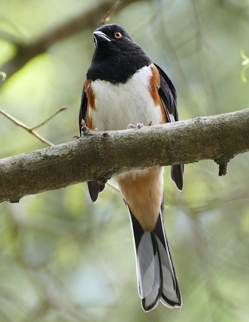 Masons, a Cob, an Anole, Tadpoles, and a Red Bat | Nature Watch