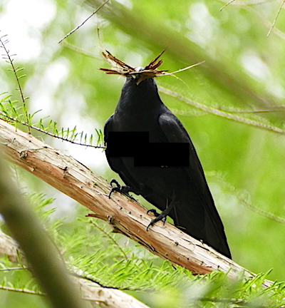 Two Herps, Two Leps, Two Swallows, and Two Crows | Nature Watch