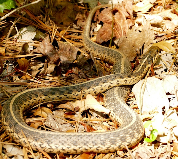 A Garter and a Thrasher | Nature Watch