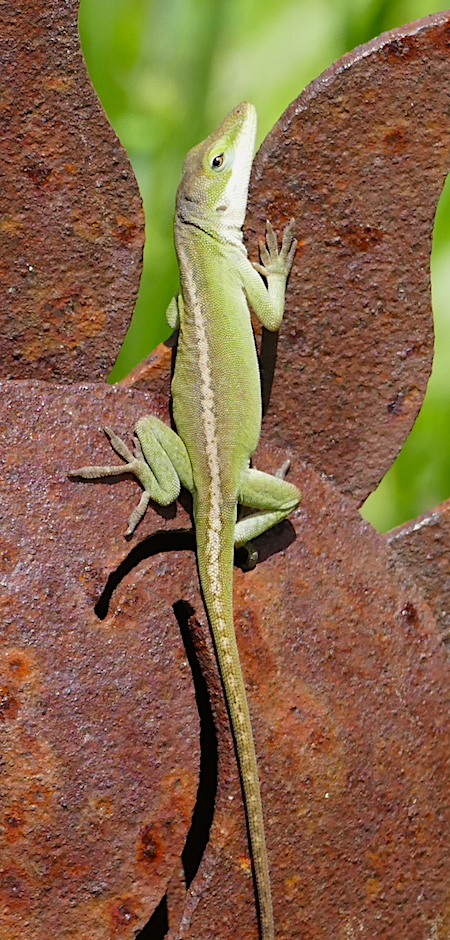 Masons, a Cob, an Anole, Tadpoles, and a Red Bat | Nature Watch
