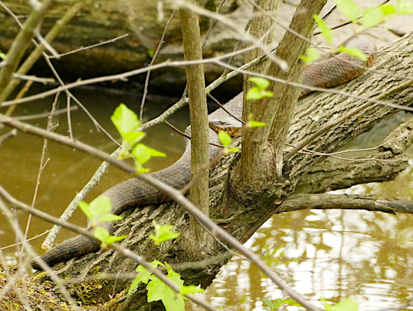 Two Herps, Two Leps, Two Swallows, and Two Crows | Nature Watch