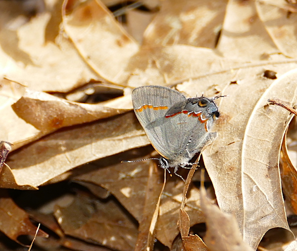 Two Herps, Two Leps, Two Swallows, and Two Crows | Nature Watch