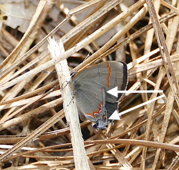 Two Herps, Two Leps, Two Swallows, and Two Crows | Nature Watch