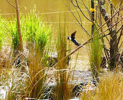 Two Herps, Two Leps, Two Swallows, and Two Crows | Nature Watch