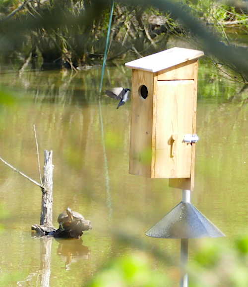 Two Herps, Two Leps, Two Swallows, and Two Crows | Nature Watch