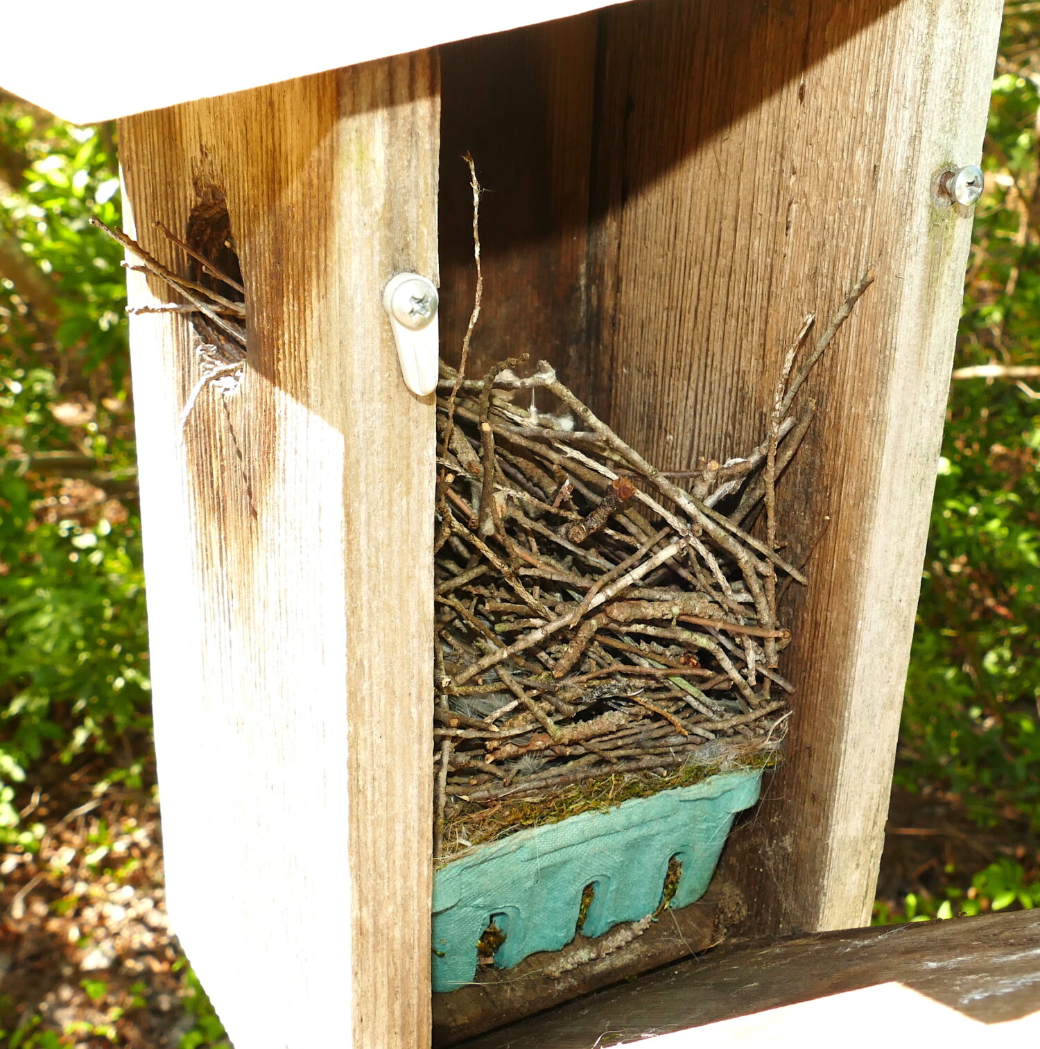 Nest Box Update 5.10.22 | Nature Watch