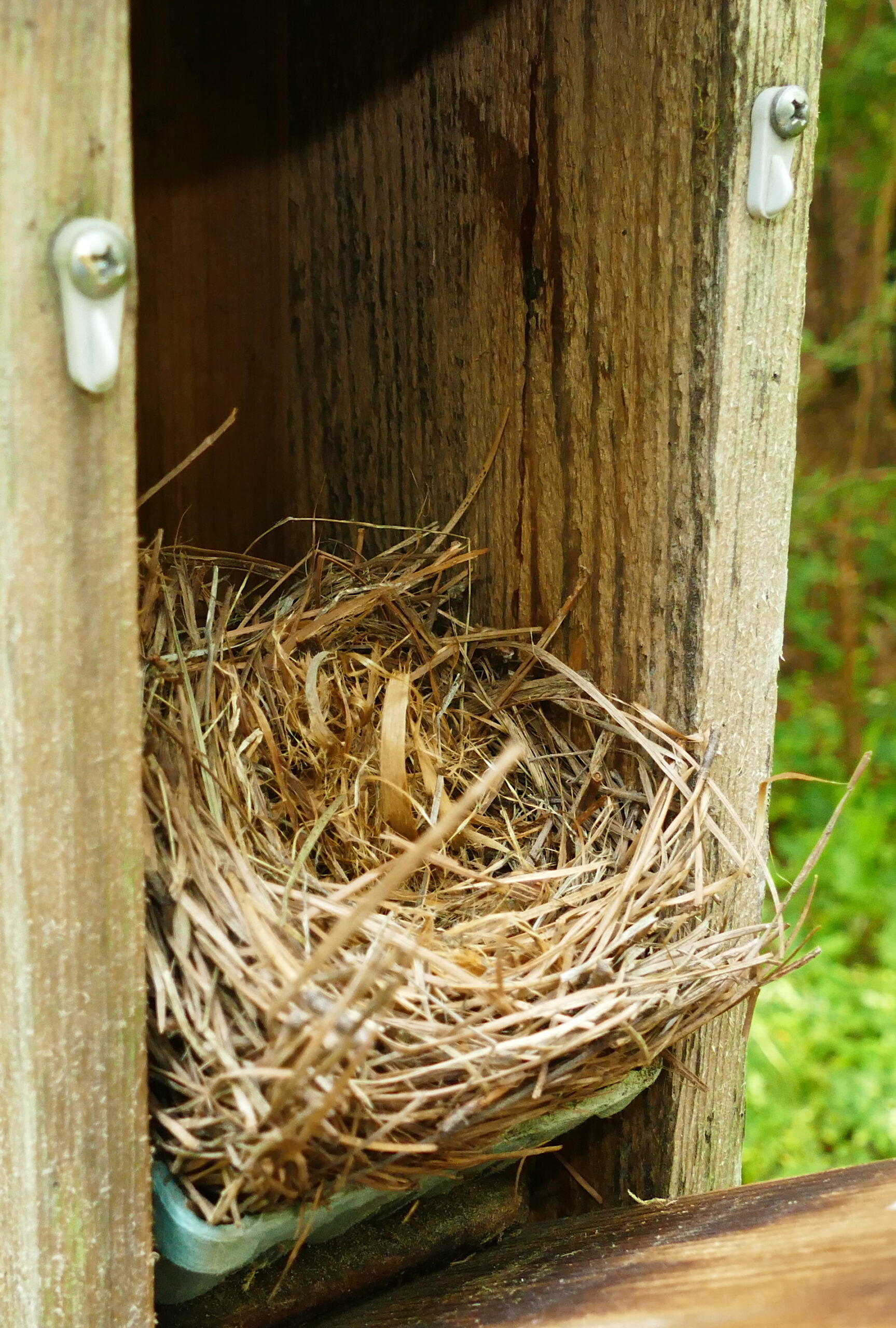 Nest Box Update 5.3.22 | Nature Watch