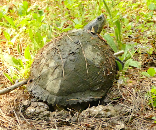 Aquatic Turtle Nesting Season | Nature Watch
