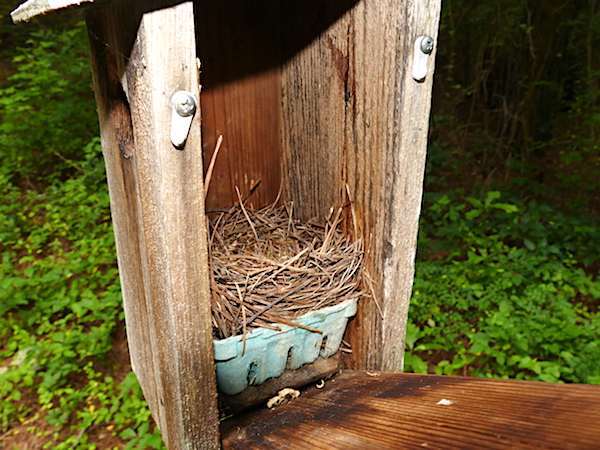 Nest Box Update 6.1.22 | Nature Watch