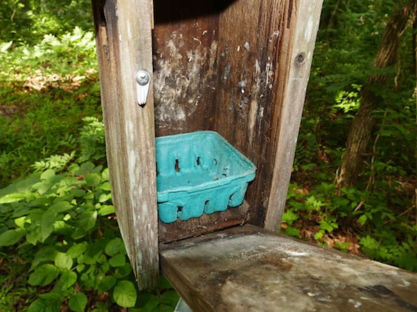 Nest Box Update 6.1.22 | Nature Watch