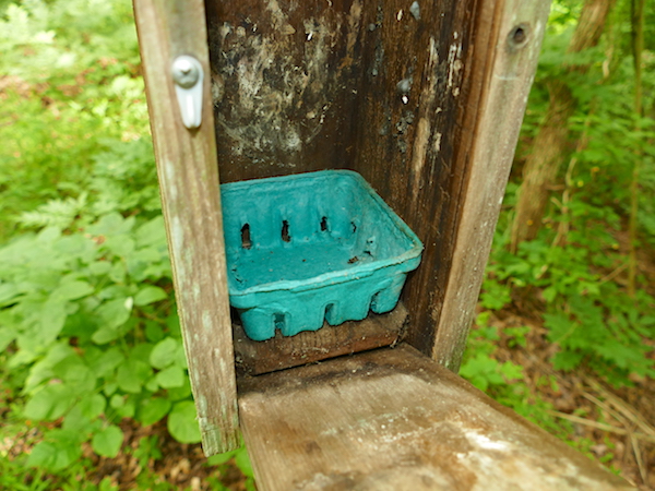 Nest Box Update 6.7.22 | Nature Watch