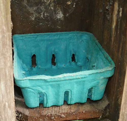 Nest Box Update 6.21.22 | Nature Watch