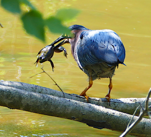 Frog For Lunch | Nature Watch