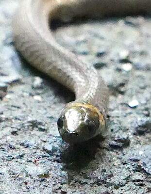 Brown Snake Babies | Nature Watch