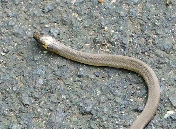 Brown Snake Babies | Nature Watch