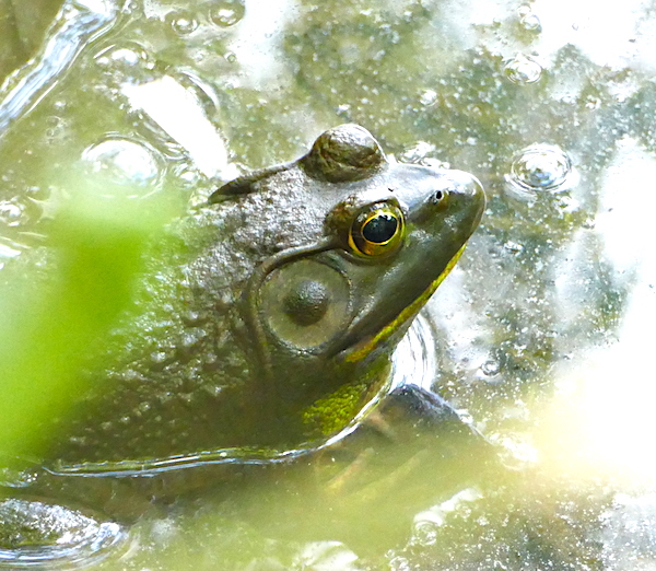 Bullfrog Offal | Nature Watch