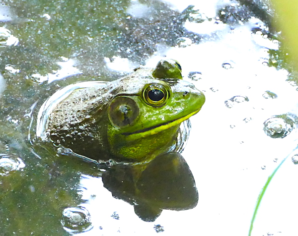 Bullfrog Offal | Nature Watch