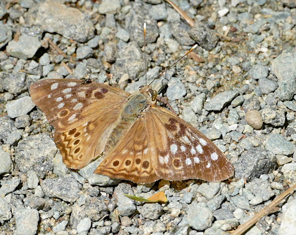 Hackberry | Nature Watch