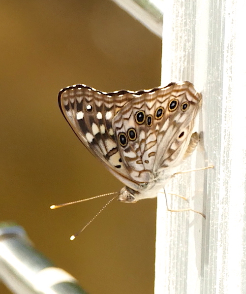 Hackberry | Nature Watch