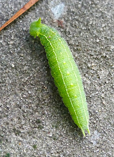Hackberry | Nature Watch