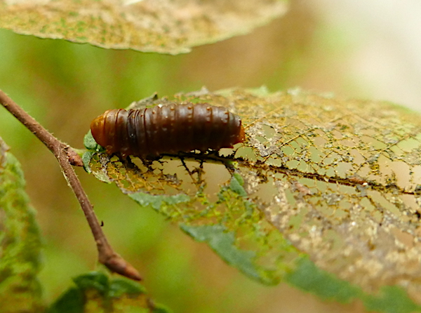 Eggs, Caterpillars, Stinkbugs and Laternflies | Nature Watch