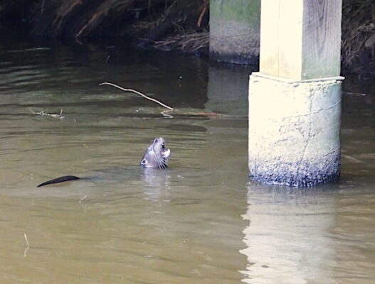 A Disturbance in the Wetlands | Nature Watch