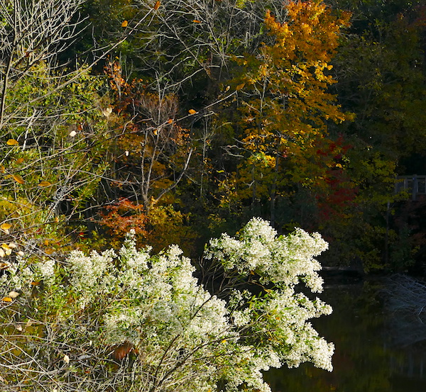 October Color | Nature Watch