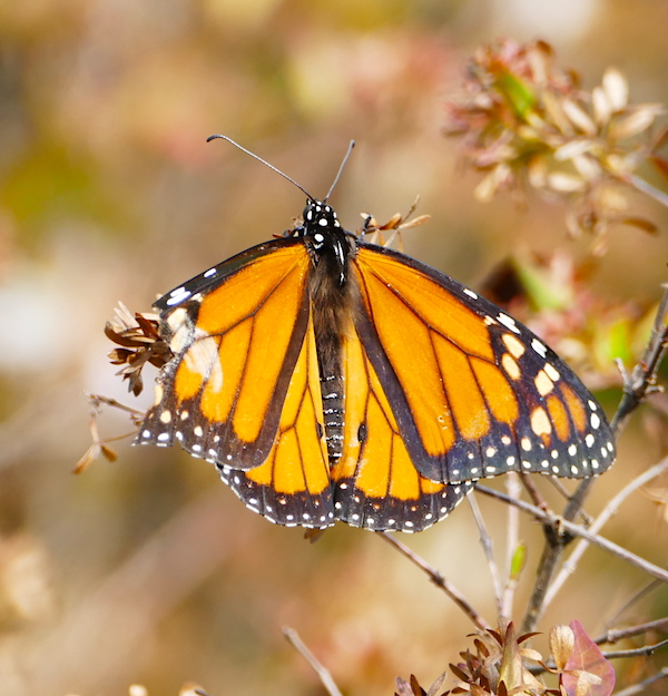 October | Nature Watch