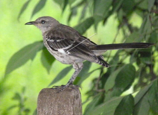 A Dropped Feather | Nature Watch
