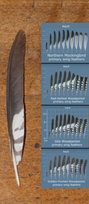 A Dropped Feather | Nature Watch