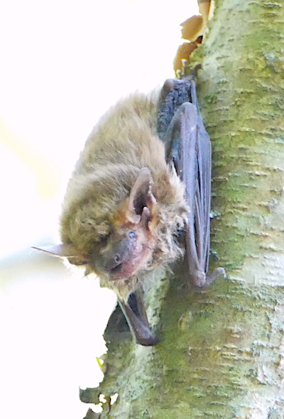 October | Nature Watch