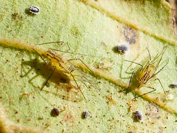 The Warblers and The Aphids | Nature Watch