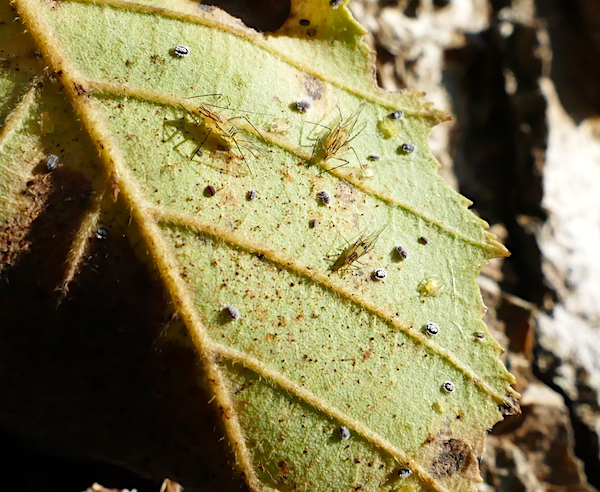 The Warblers and The Aphids | Nature Watch