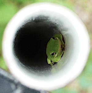 Late Season Hyla* | Nature Watch