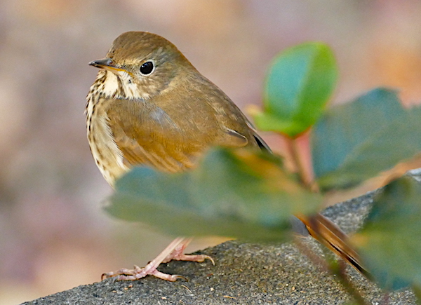 The Hermit at the Wolves | Nature Watch