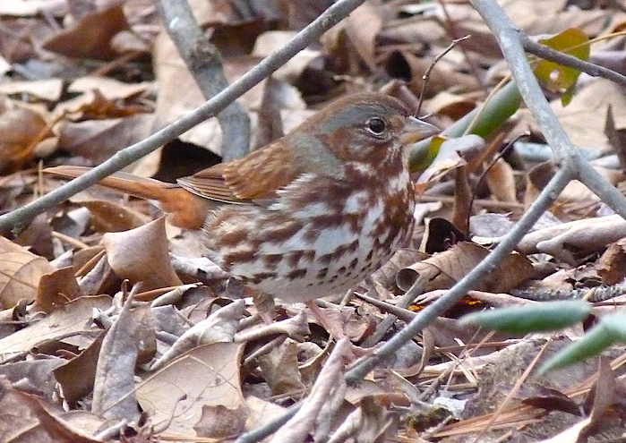 Four Birds and Who They Are | Nature Watch