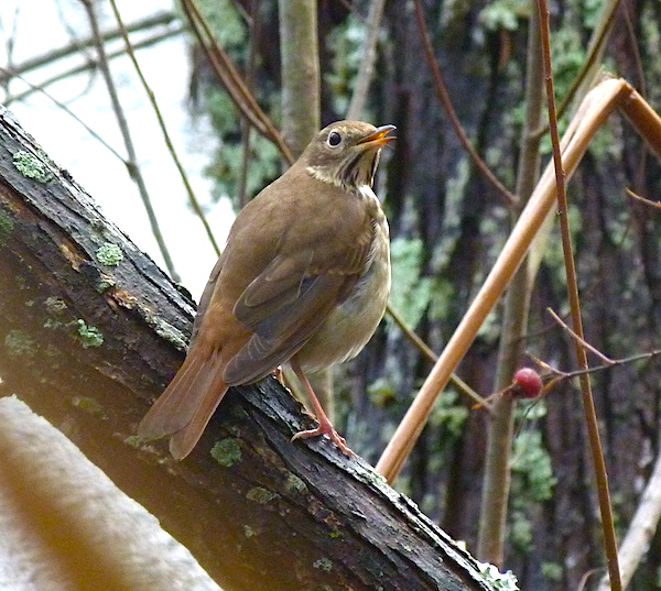 Four Birds and Who They Are | Nature Watch