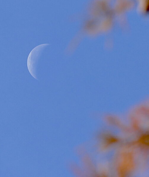 Moon (just a phase its going through) | Nature Watch