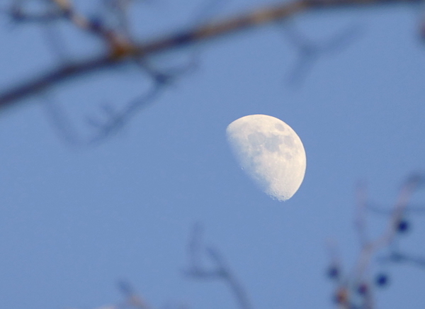 Moon (just a phase its going through) | Nature Watch