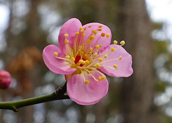 Apricot Blooms | Nature Watch