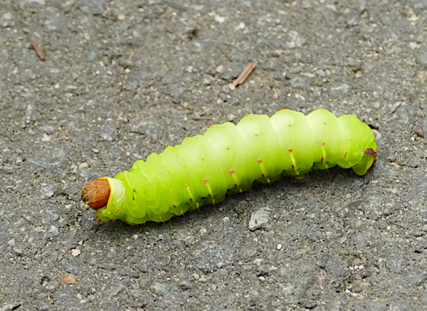 Polyphemus | Nature Watch