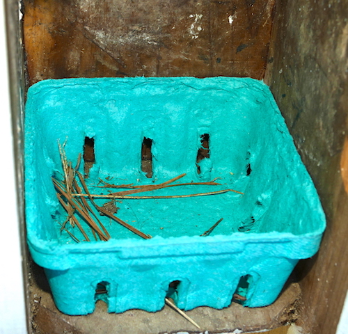 Nest Box Update 2.28.23 | Nature Watch