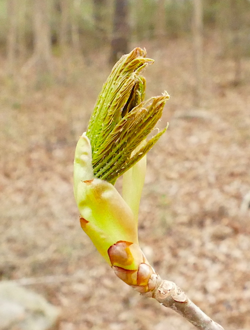 Early Spring Things to See | Nature Watch
