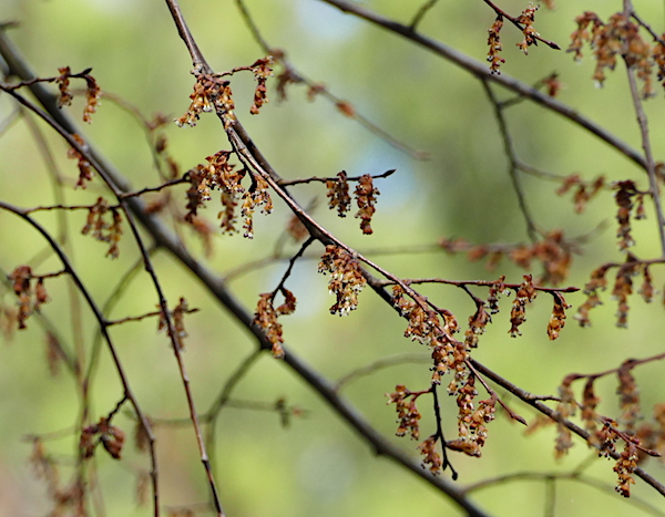 Early Spring Things to See | Nature Watch