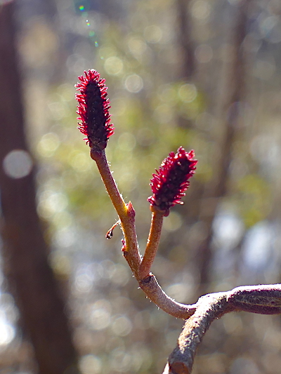 Spring? | Nature Watch
